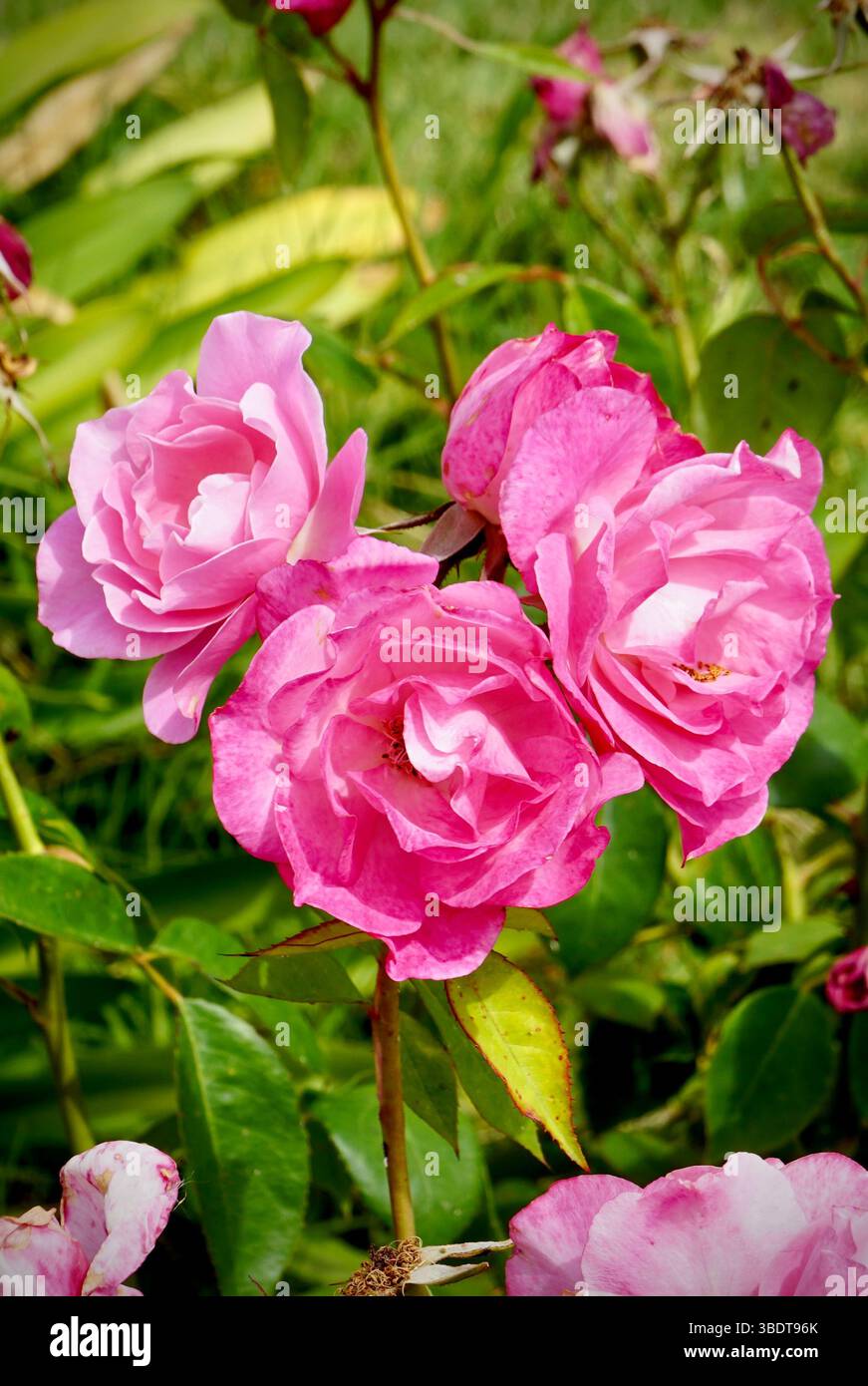 Close up of Pink Grootendorst flowers Stock Photo - Alamy