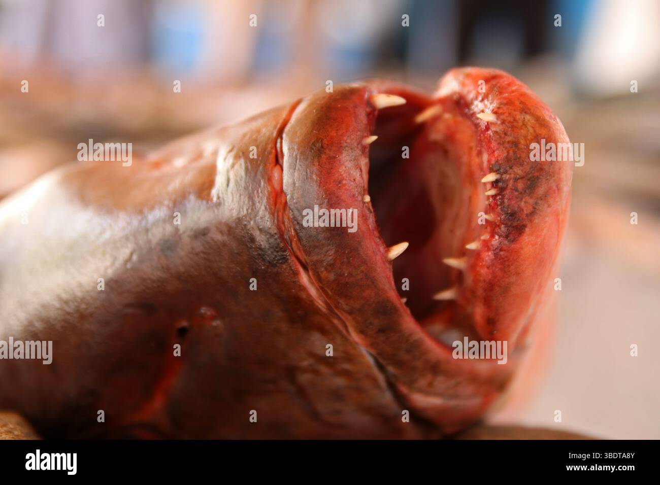 Close-up of fish head with open mouth and sharp teeth, showcasing details of marine predator ...