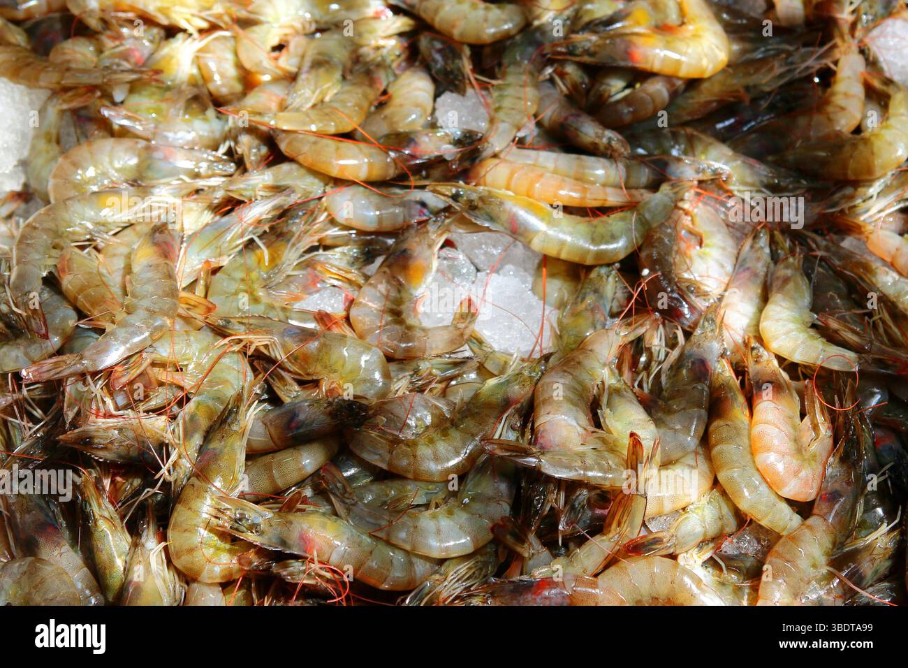 Marine crustaceans showcase hi-res stock photography and images - Alamy