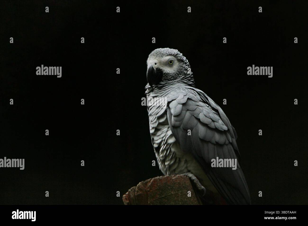 portrait of an african grey parakeet Stock Photo - Alamy