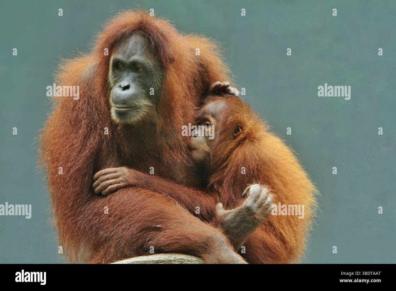Side view of little orangutan hugging his mother Stock Photo - Alamy