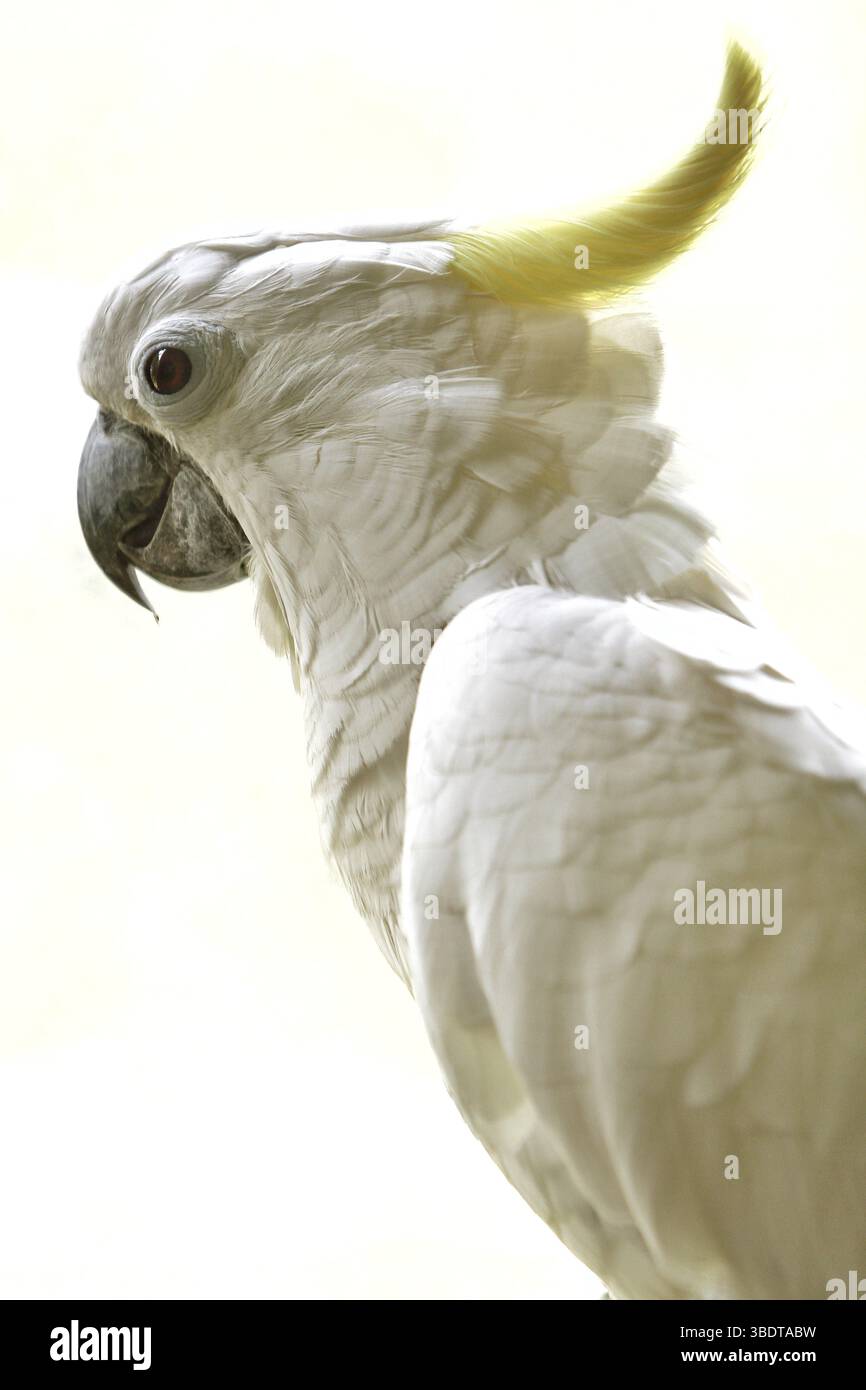 side view of a yellow crested cockatoo Stock Photo - Alamy