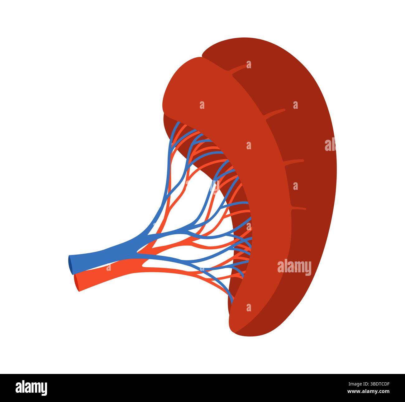 Human spleen cartoon stylized vector illustration. Anatomical organ ...