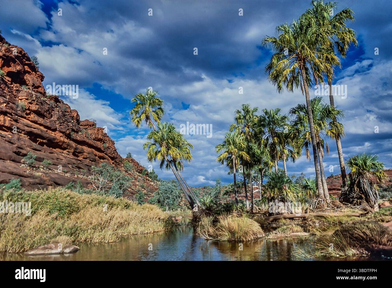 Cabbage Palms, Palm Valley Central Australia Stock Photo - Alamy
