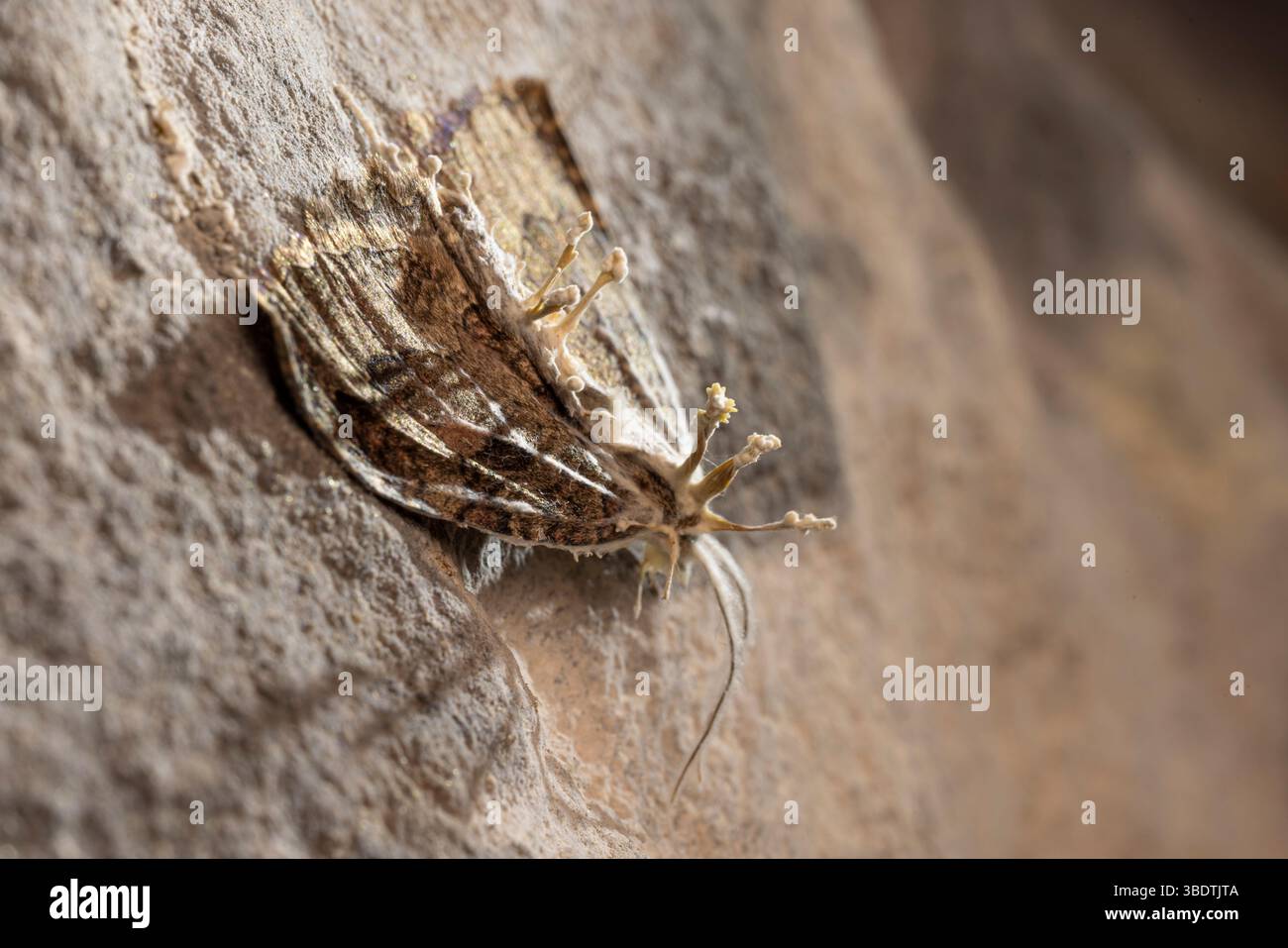 Closeup butterfly Tissue moth (Triphosa dubitata) infected by mycelium ...