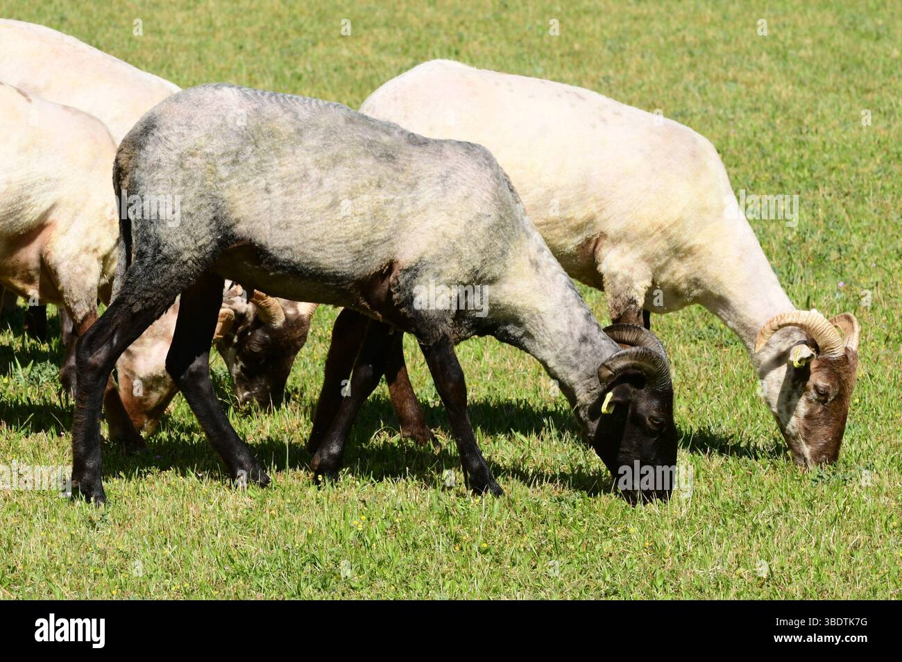 Cornas, France. 24th May, 2025. Sheep seen in a field during Festilaine ...