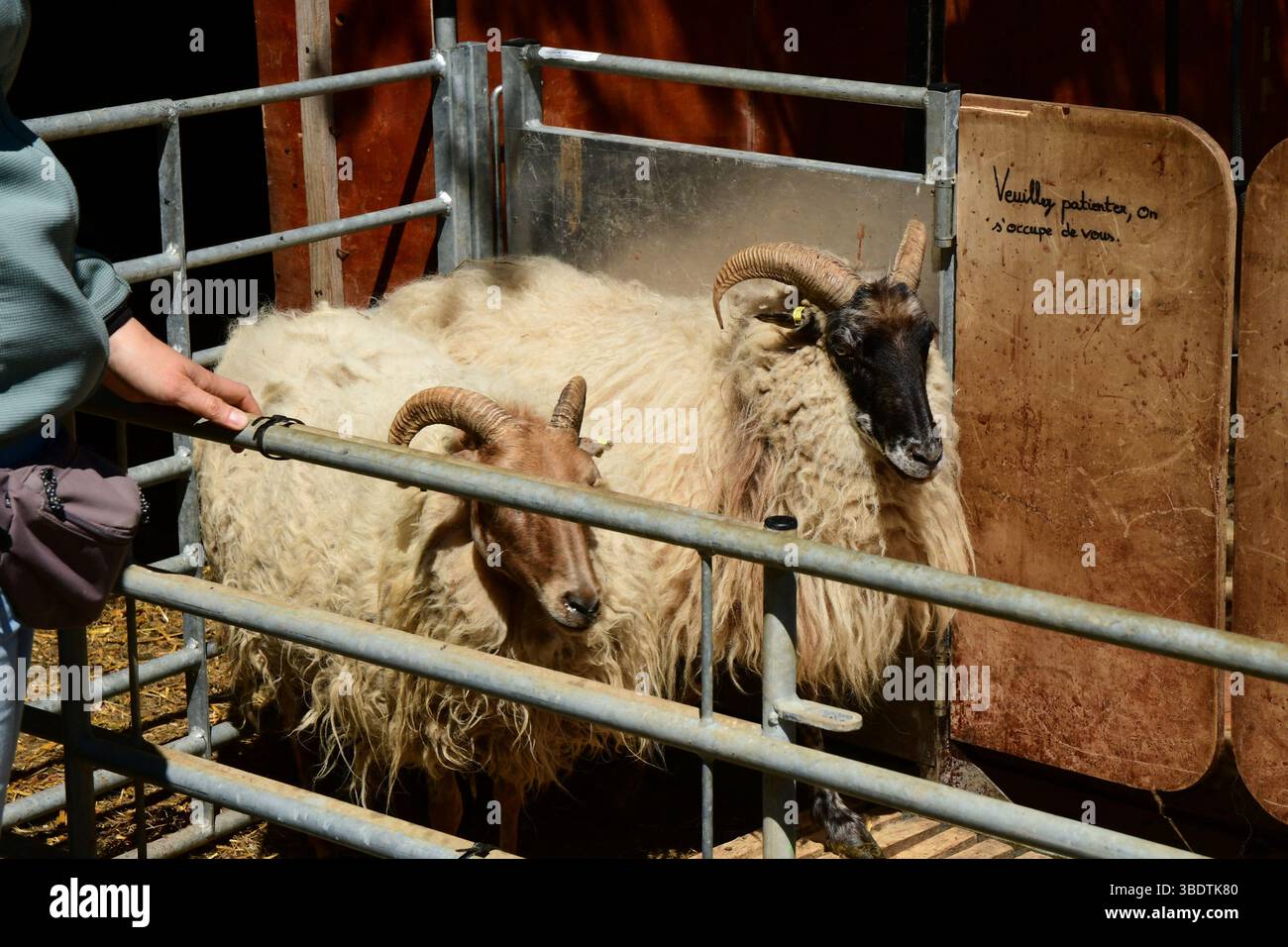 Cornas, France. 24th May, 2025. Sheep seen in a pen for shearing wool ...