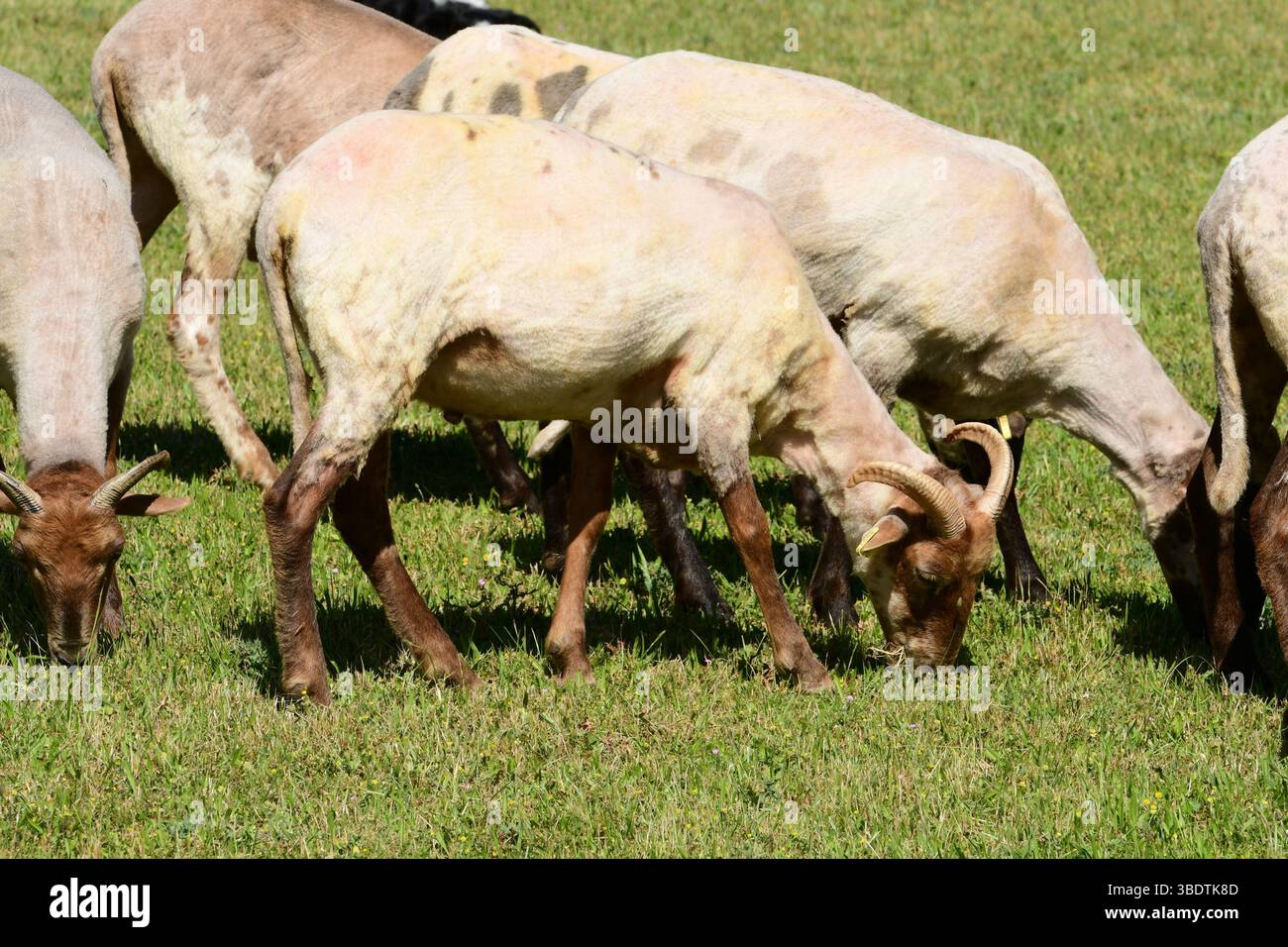 Cornas, France. 24th May, 2025. Sheep seen in a field during Festilaine ...