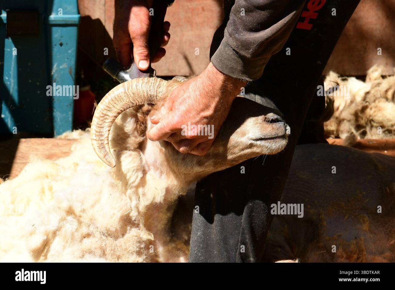 Cornas, France. 24th May, 2025. Shearing sheep for wool seen during ...