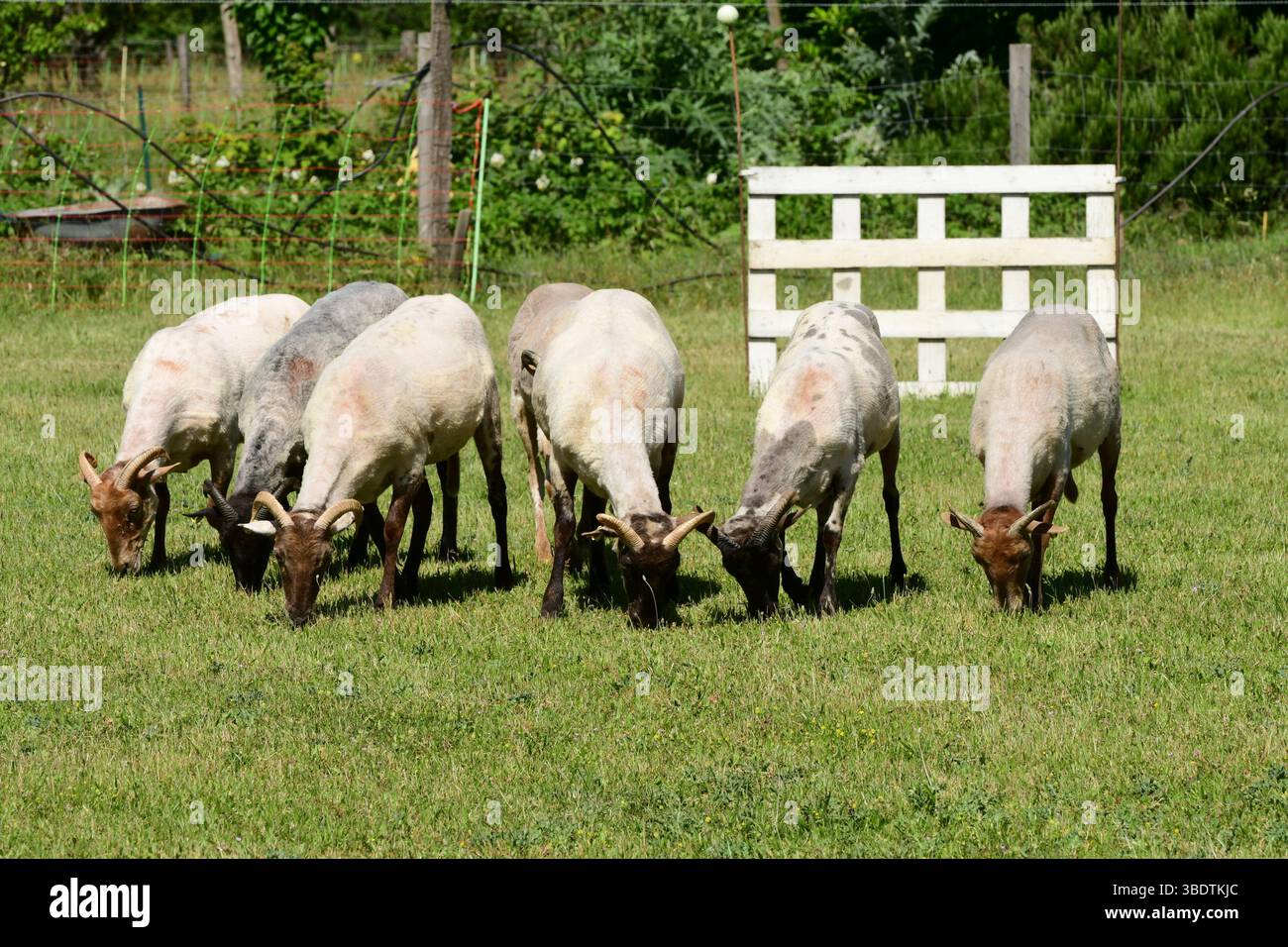 Cornas, France. 24th May, 2025. Sheep seen in a field during Festilaine ...