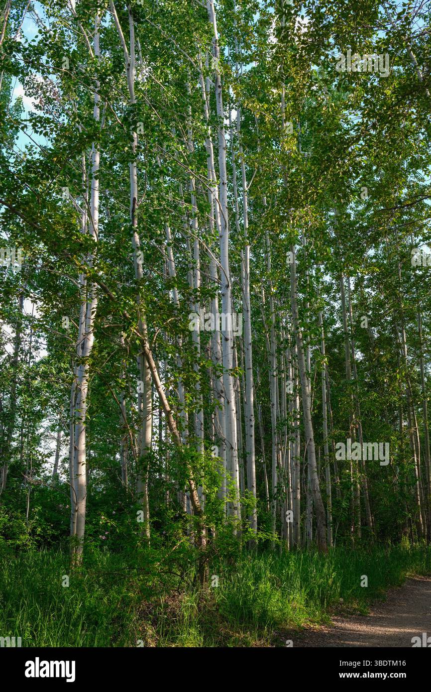 Central grove provincial park hi-res stock photography and images - Alamy