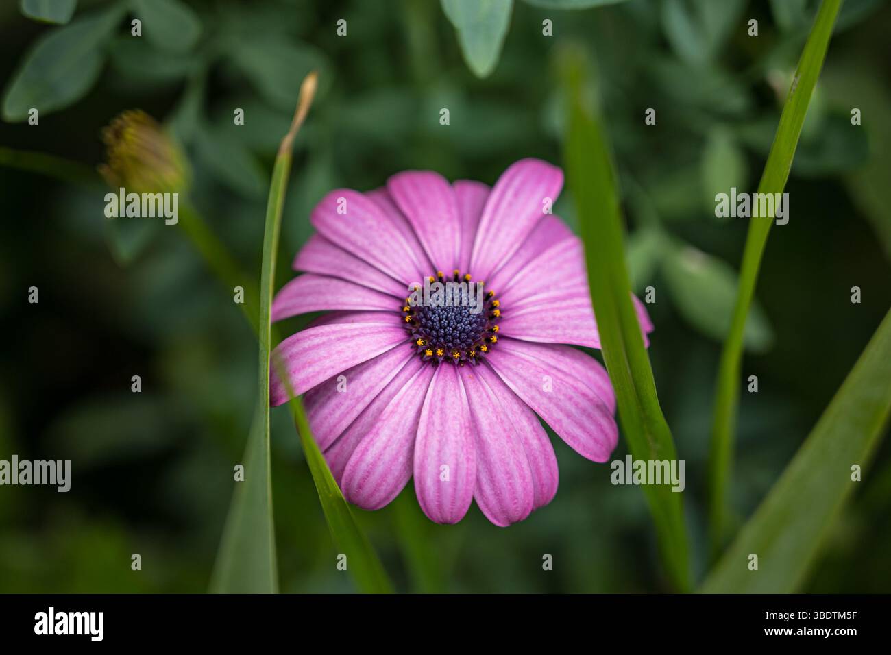 A purple cosmo flower Stock Photo - Alamy
