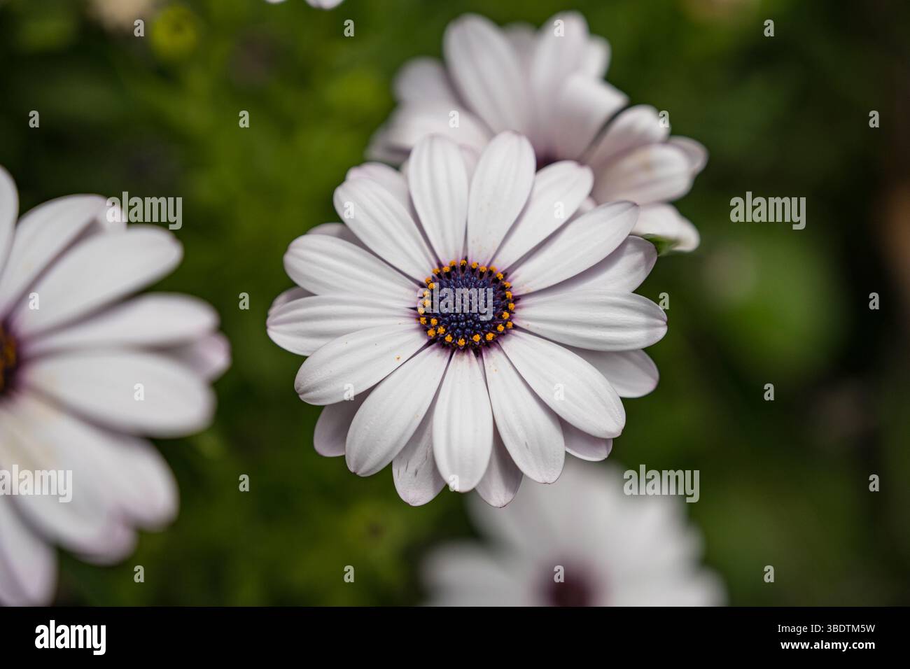 Cosmo leaf hi-res stock photography and images - Alamy