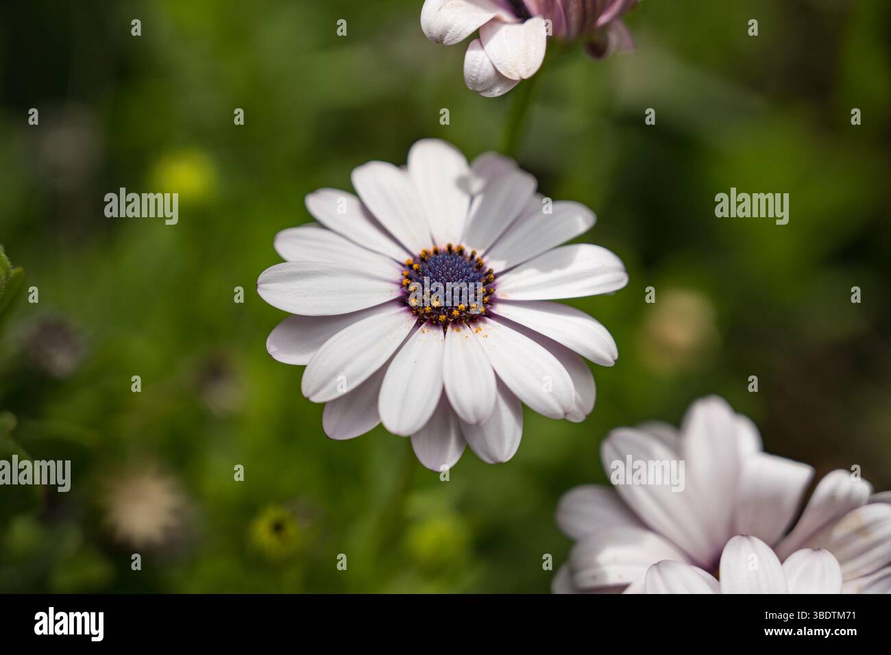 A white cosmo flower Stock Photo - Alamy