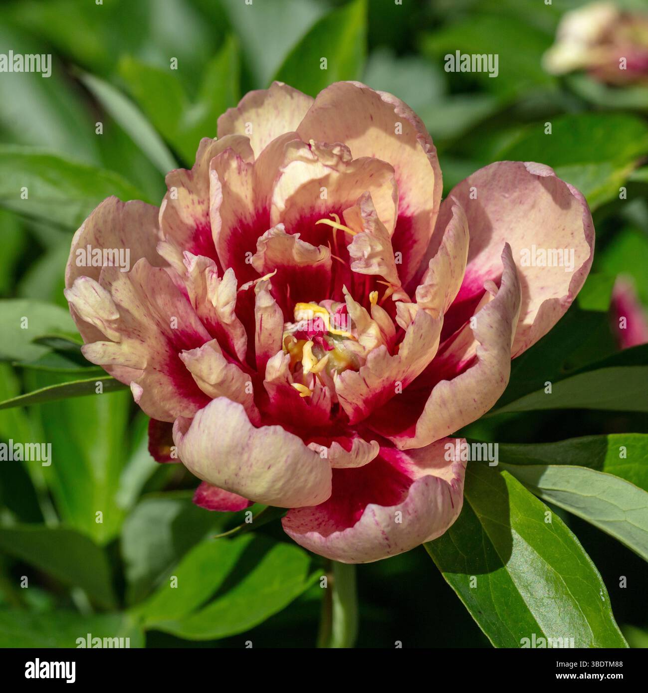 'All That Jazz' Itoh peony, Itoh-pion (Paeonia itoh hybrid Stock Photo ...