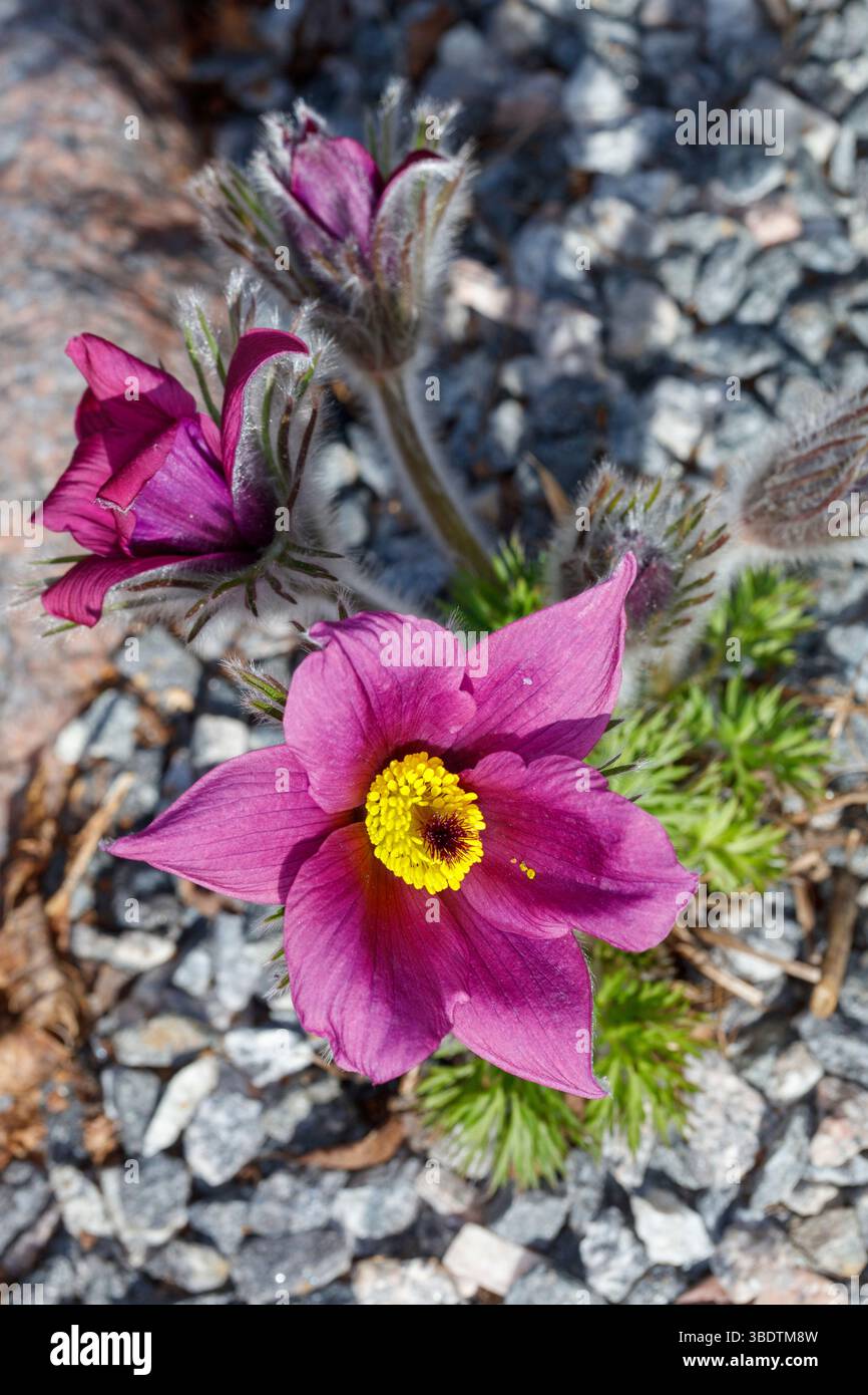 Pasque flower, Backsippa, (Pulsatilla vulgaris Stock Photo - Alamy