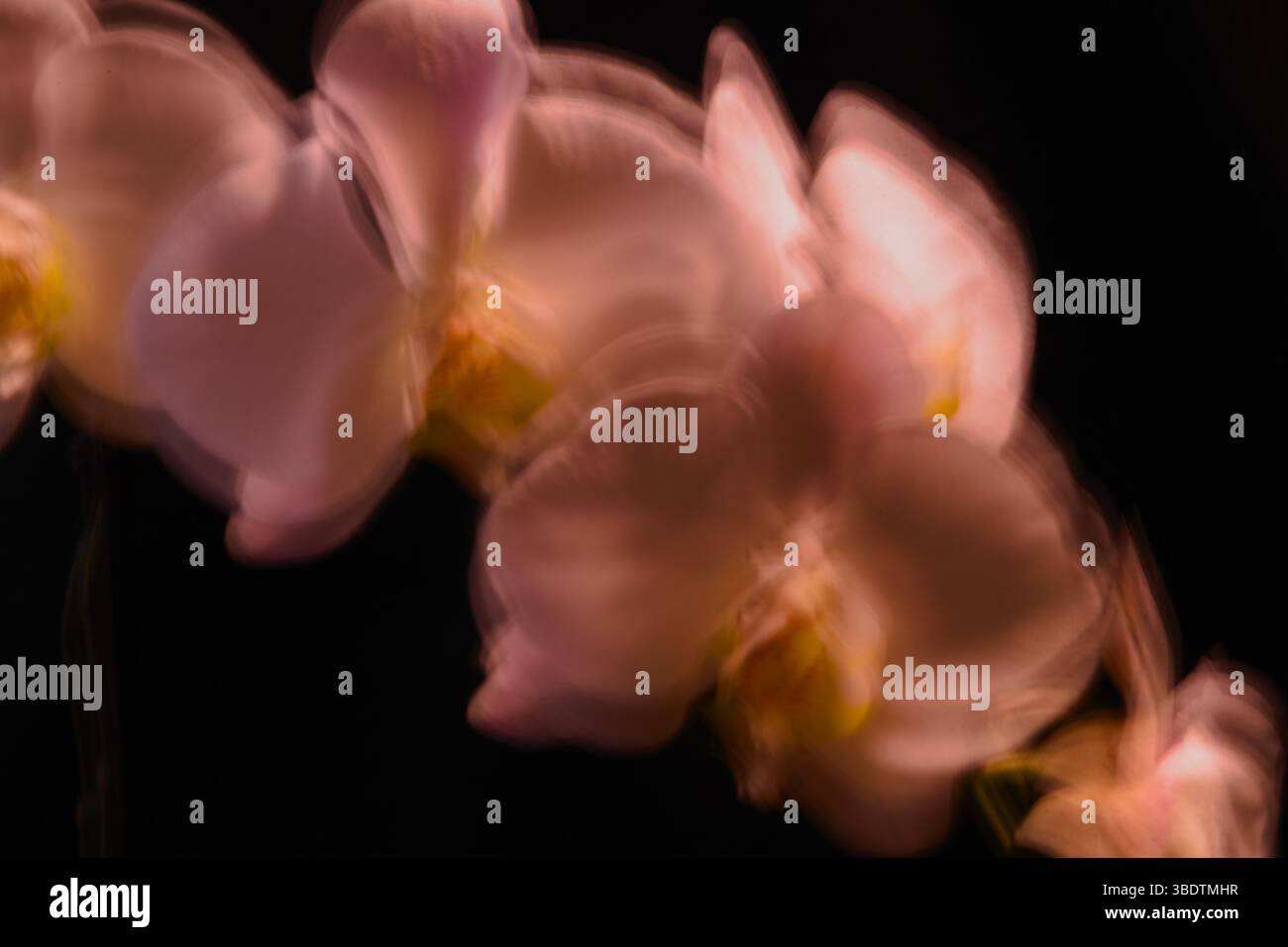 Artfully motion coloring orchid still life into interesting abstract of ...