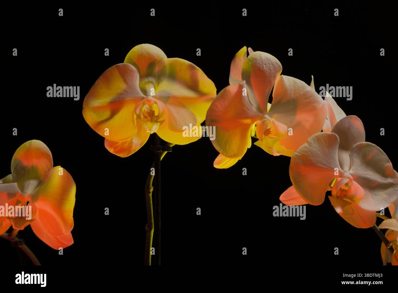 Artfully coloring orchid still life into interesting abstract of nature, complete with patterns ...