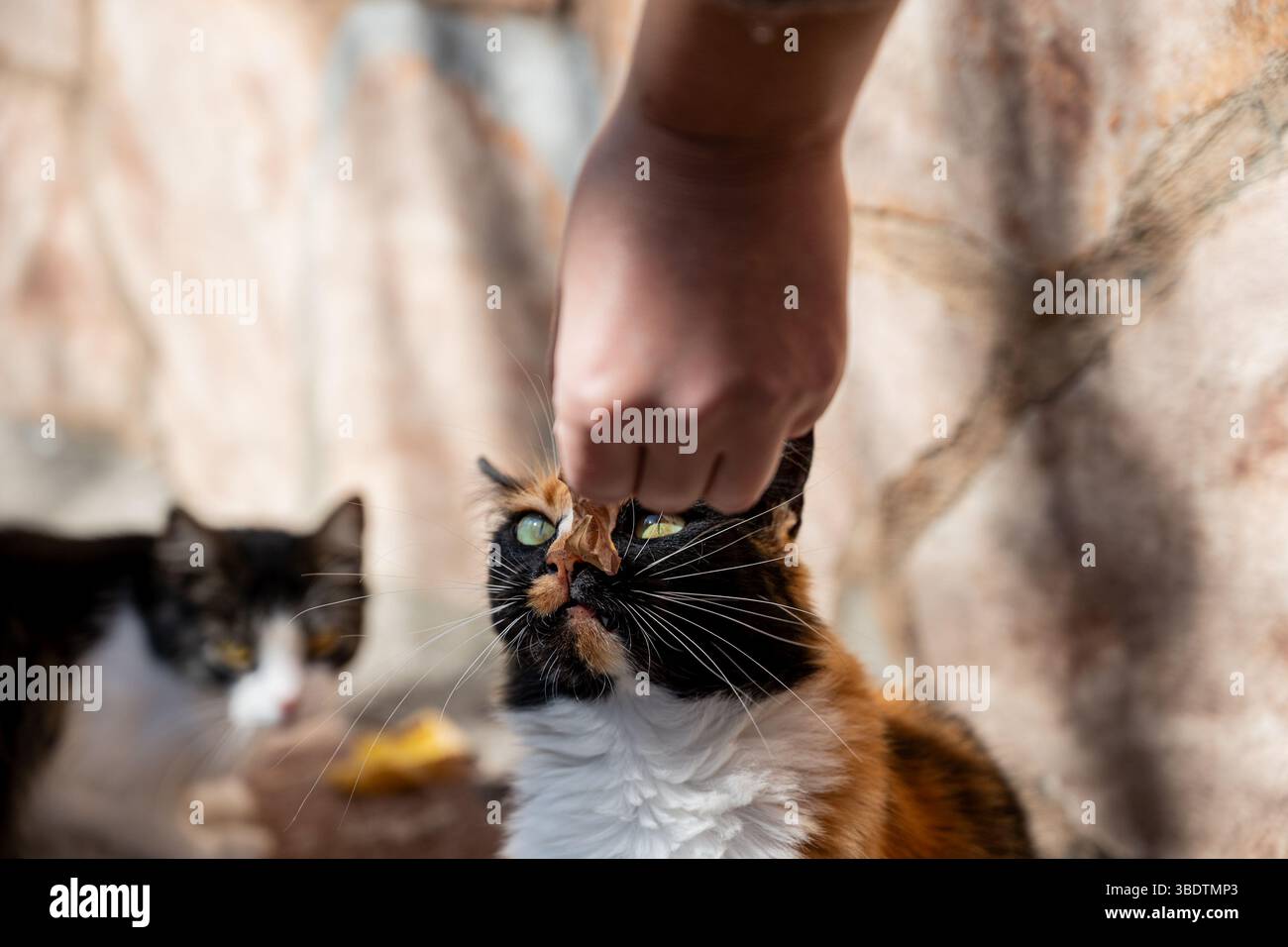Cat looking from fluffy hi-res stock photography and images - Alamy