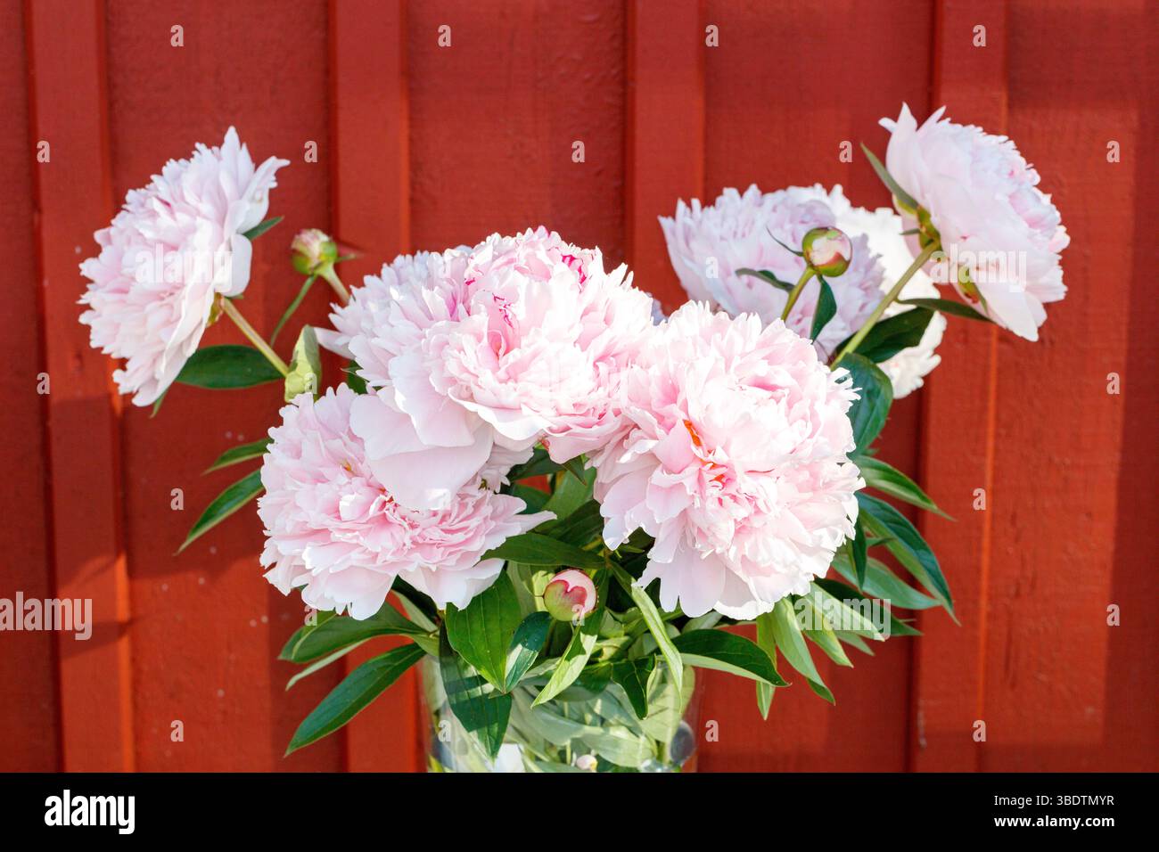 'Sarah Bernhardt' Common garden peony, Luktpion (Paeonia lactiflora ...