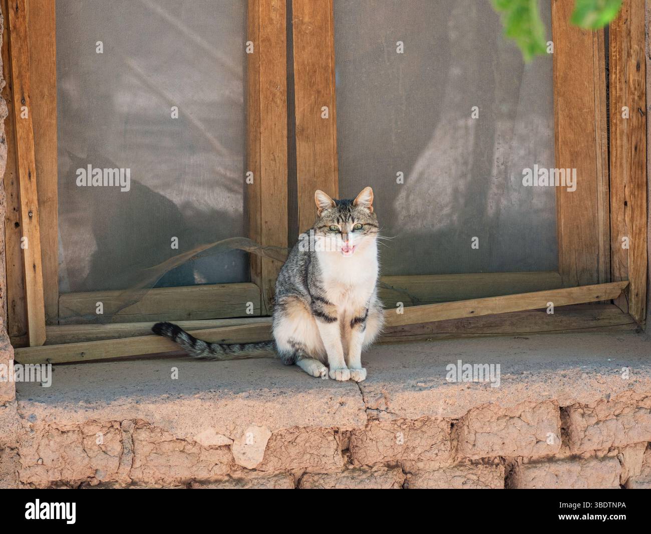 Cat on a window Stock Photo - Alamy