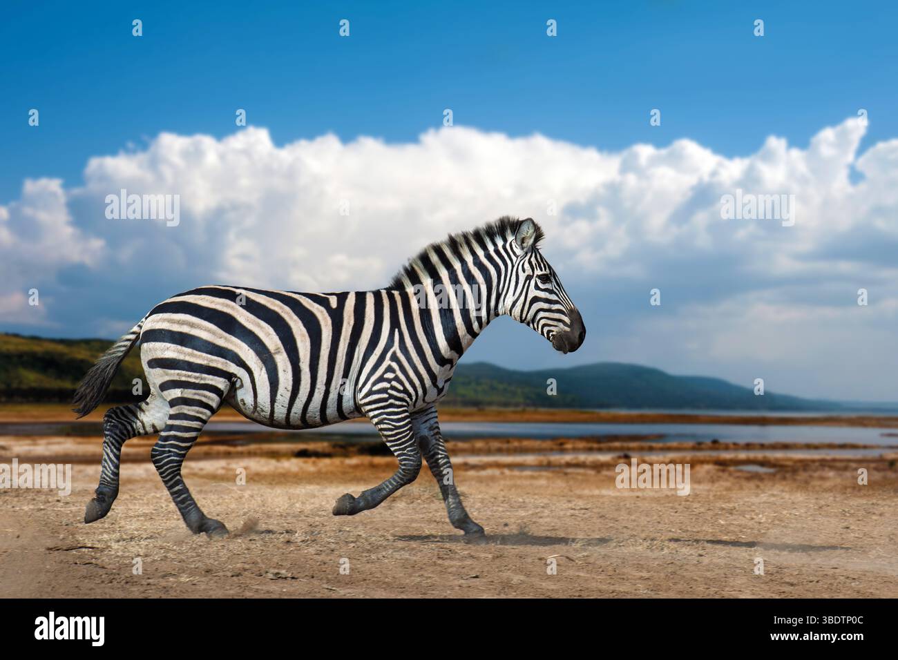 Zebra running in the savannah on white clouds background, National park ...