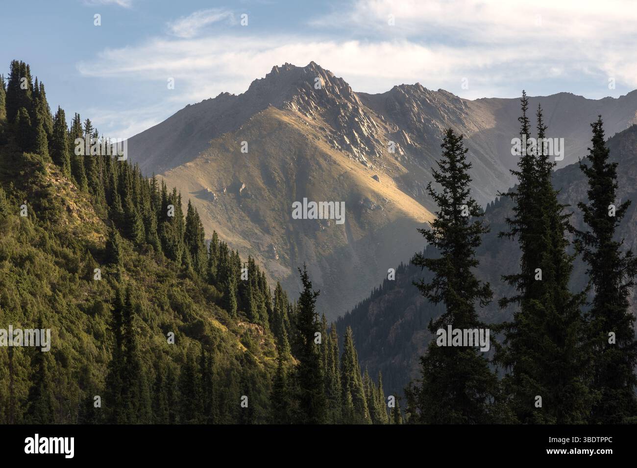 Tall spruce trees and mountain peaks in the scenic Barskoon valley of ...