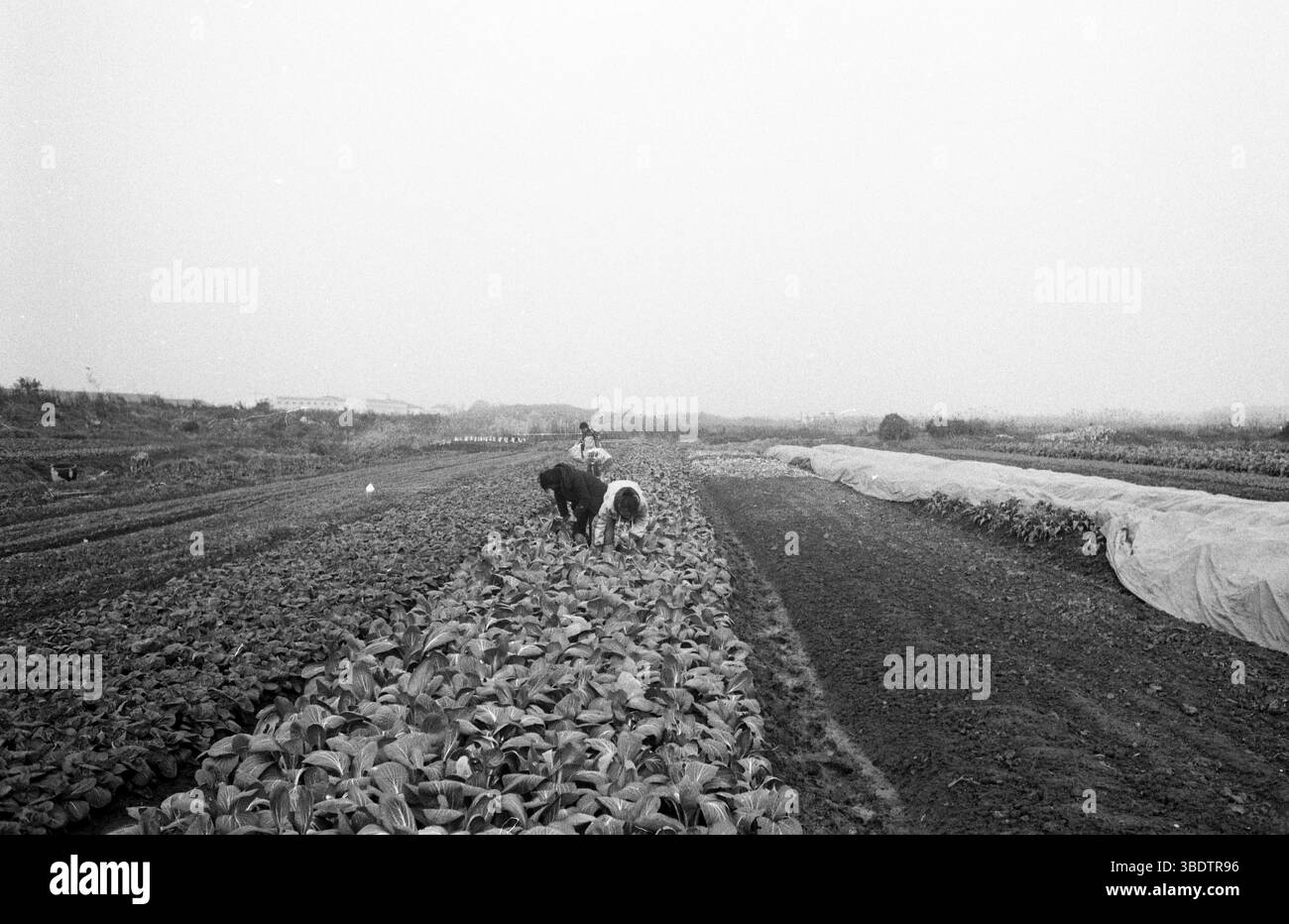 Rapeseed and Chili Farming in Late-2000s Rural Jiangsu, China Stock ...