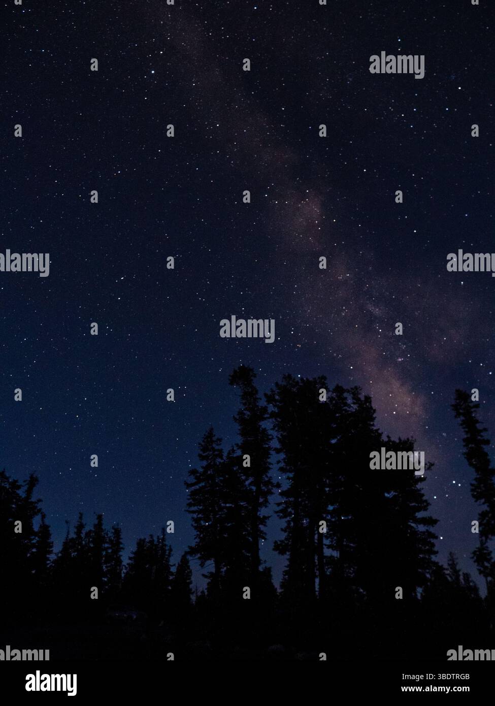 Milky Way stretching across the night sky above pine tree silhouettes ...