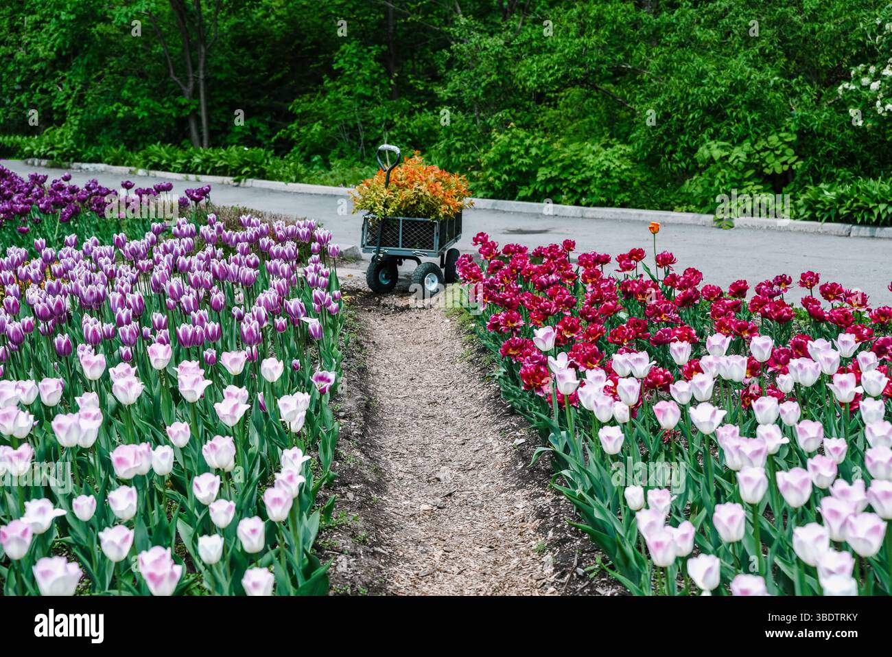 Garden wheelbarrow loaded young hi-res stock photography and images - Alamy