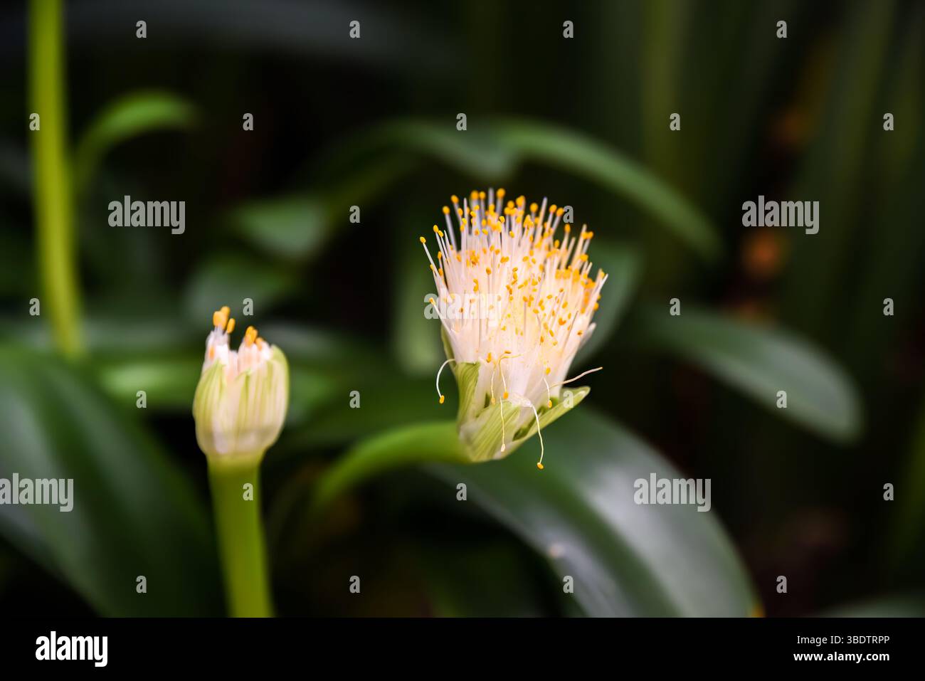 White-flowered Haemanthus in bloom, with thick green leaves and unique brush-like petals, a ...