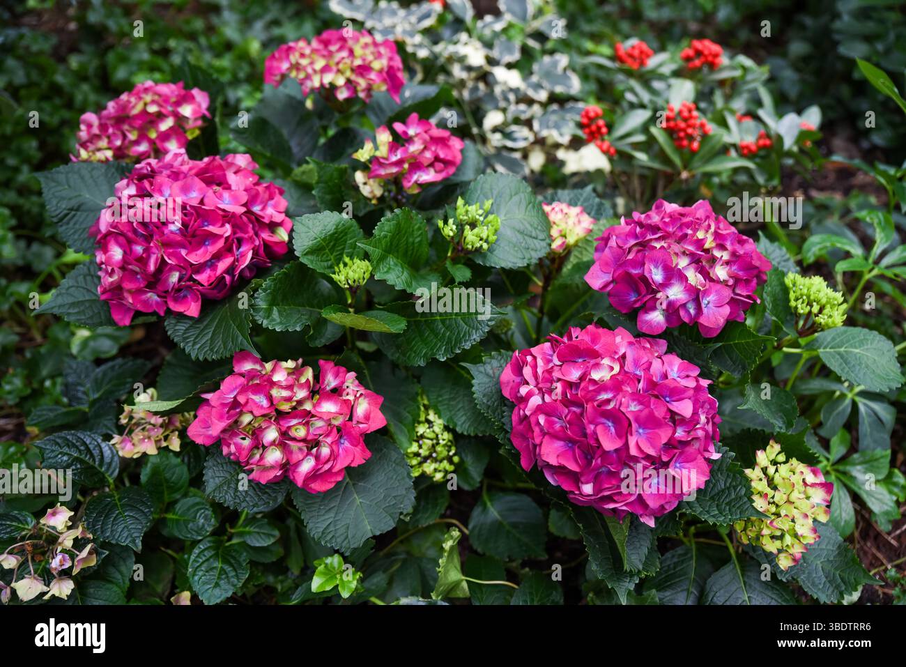 Hydrangea macrophylla Red Baron in bloom with deep pink flowers, also ...