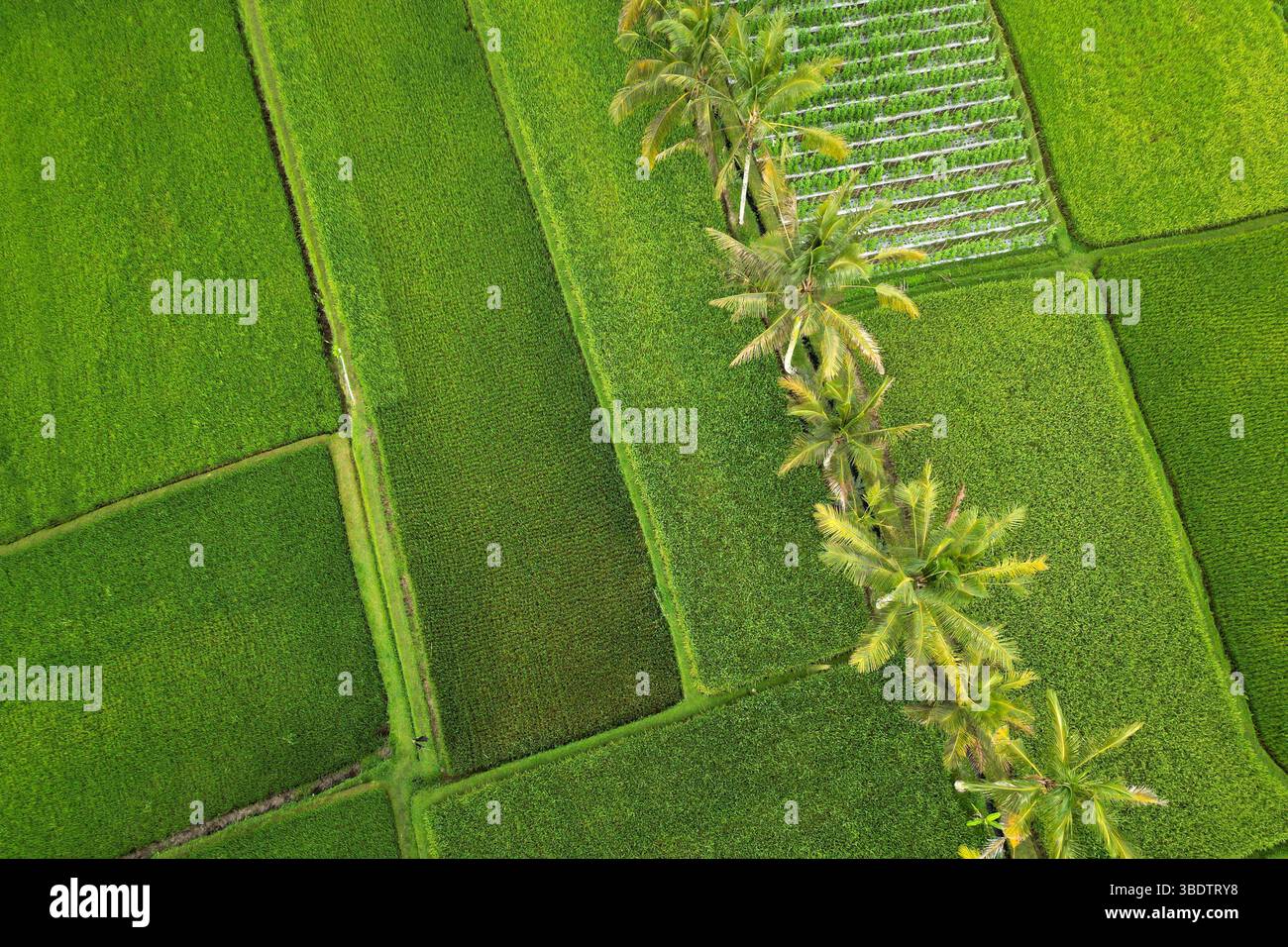 Aerial view of green rice field in terrasse of tegalalang in Bali ...