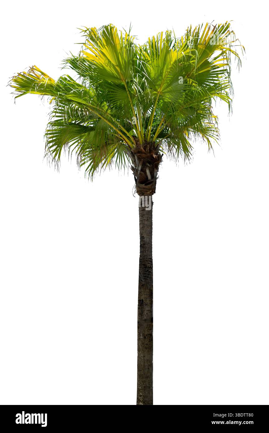 Coconut tree white background Stock Photo - Alamy