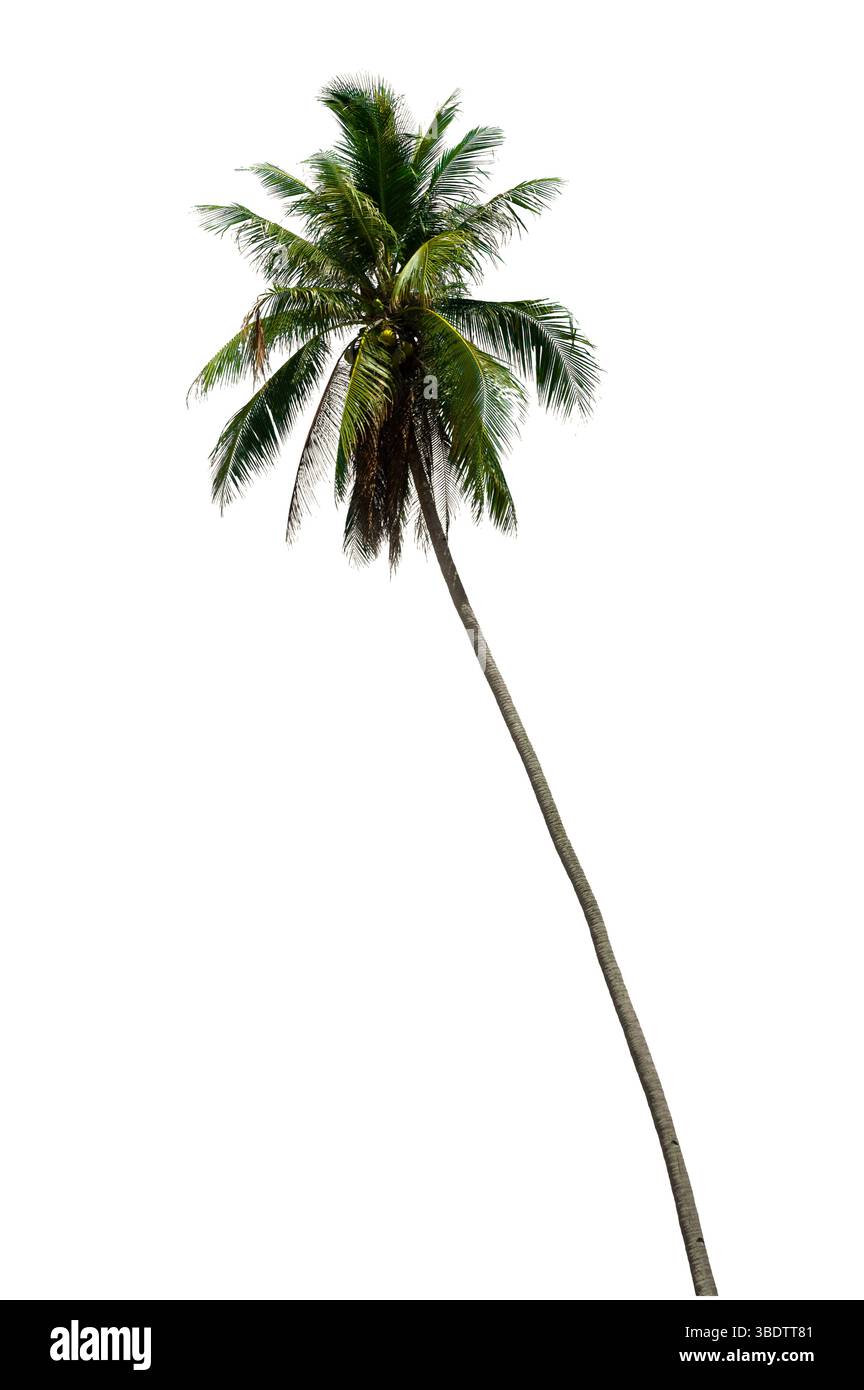 Coconut tree white background Stock Photo - Alamy