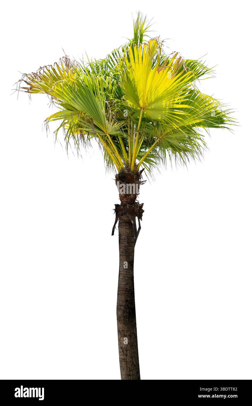 Coconut tree white background Stock Photo - Alamy