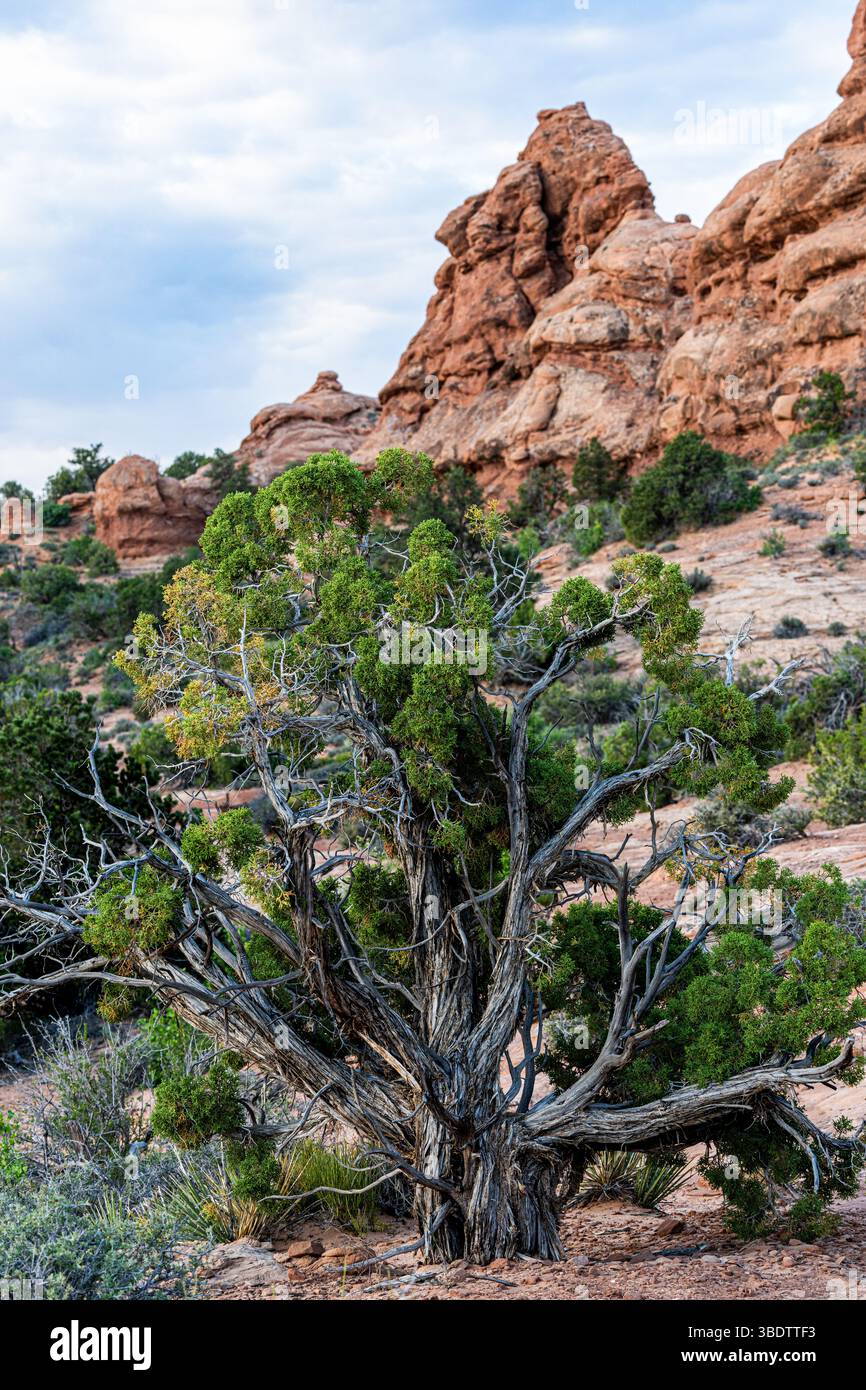 Utah, United States Stock Photo - Alamy