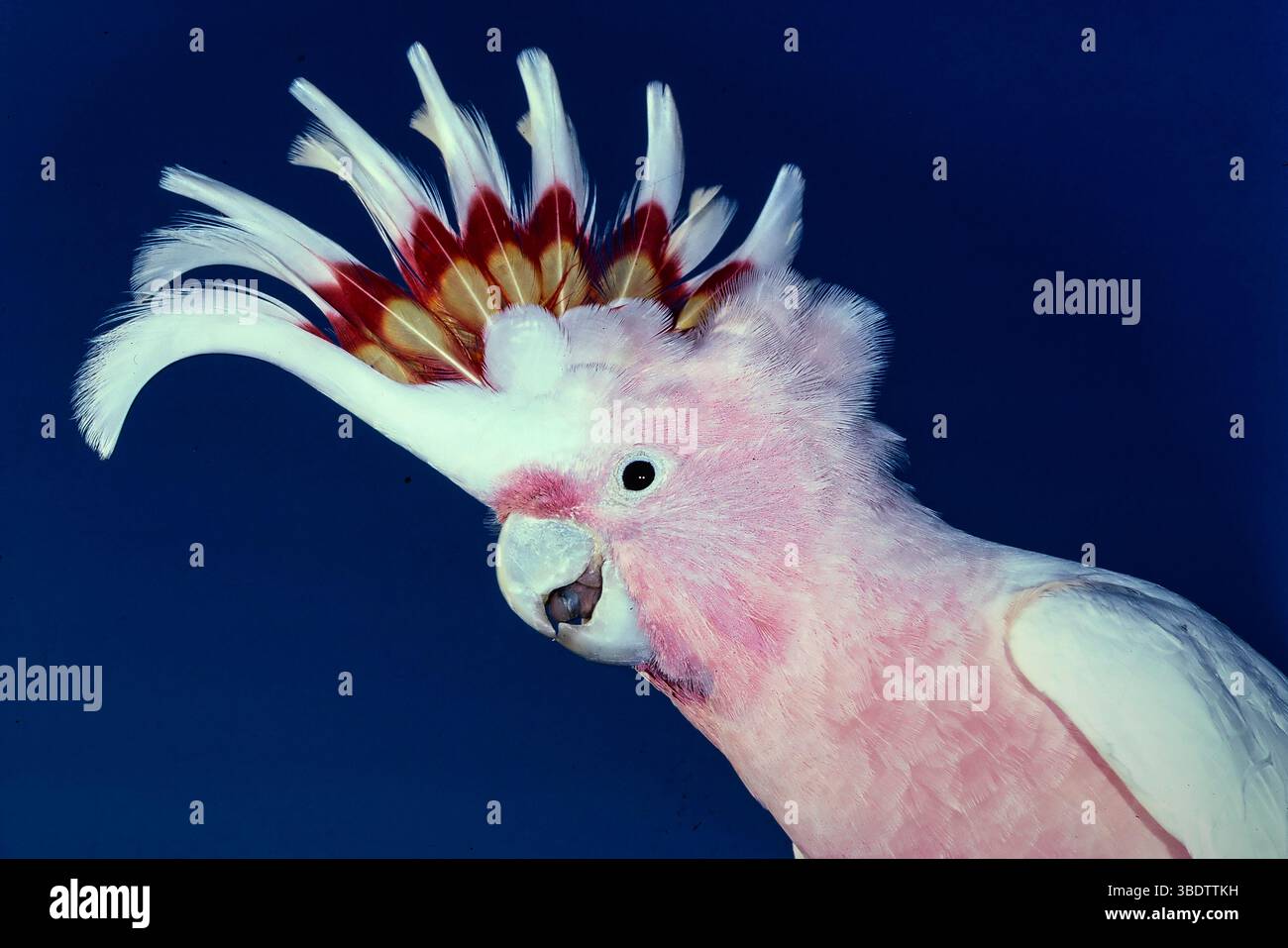 Pink Cockatoo from arid inland regions of Australiat Stock Photo - Alamy