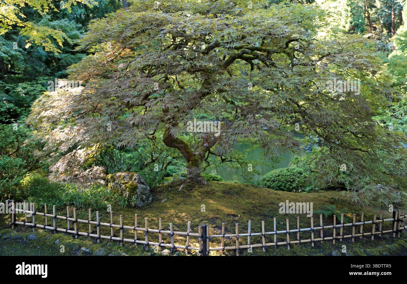 The tree behind the fence - Portland Japanese Garden, Oregon Stock Photo - Alamy
