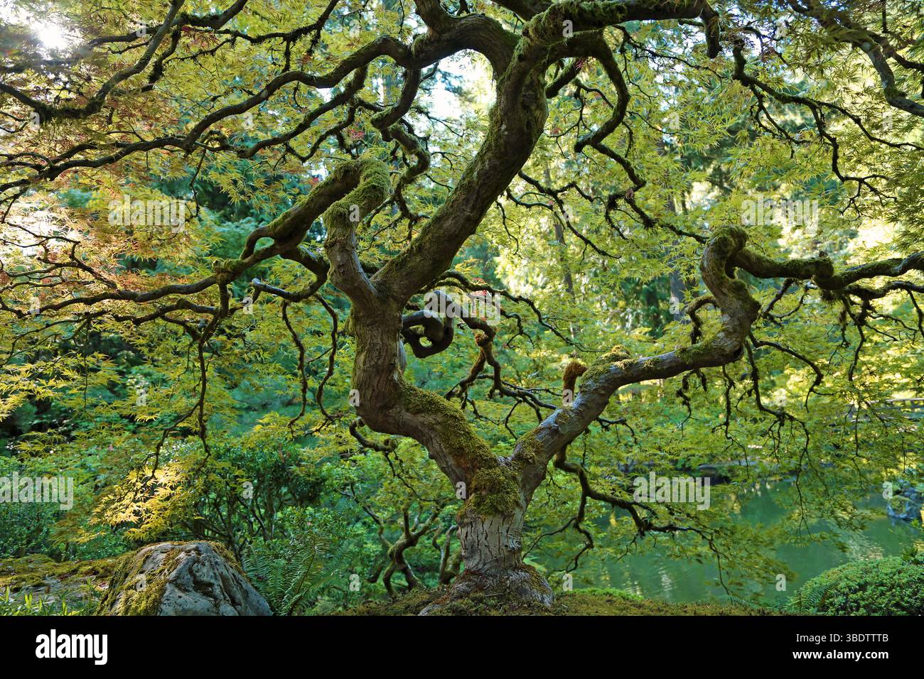 The tree - Portland Japanese Garden, Oregon Stock Photo - Alamy