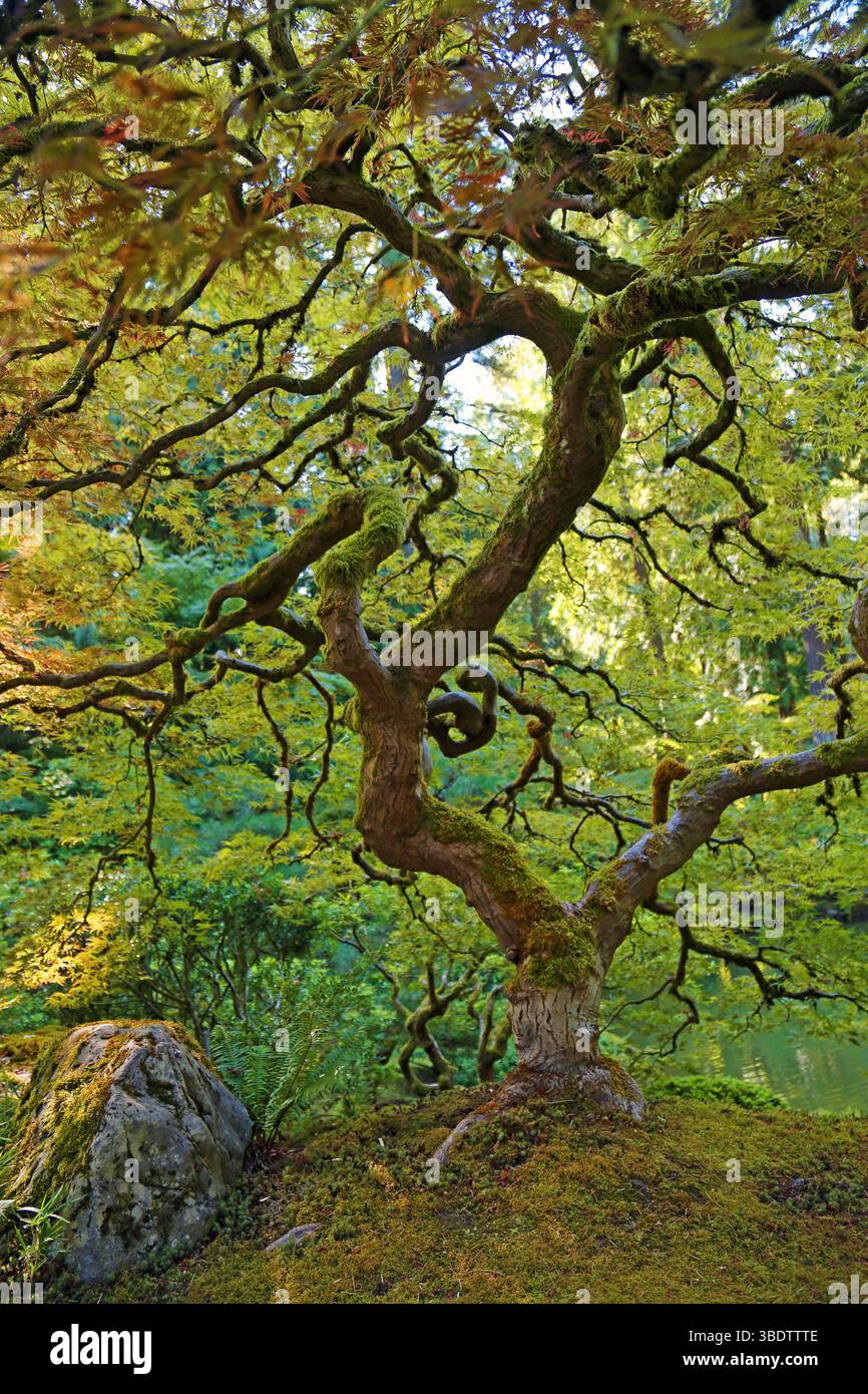 Colorful maple tree vertical - Portland Japanese Garden, Oregon Stock Photo - Alamy