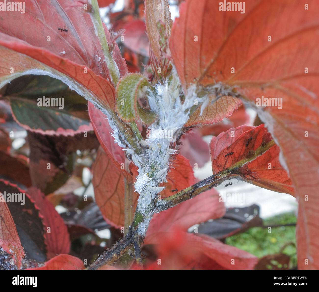 Sablo hi-res stock photography and images - Alamy