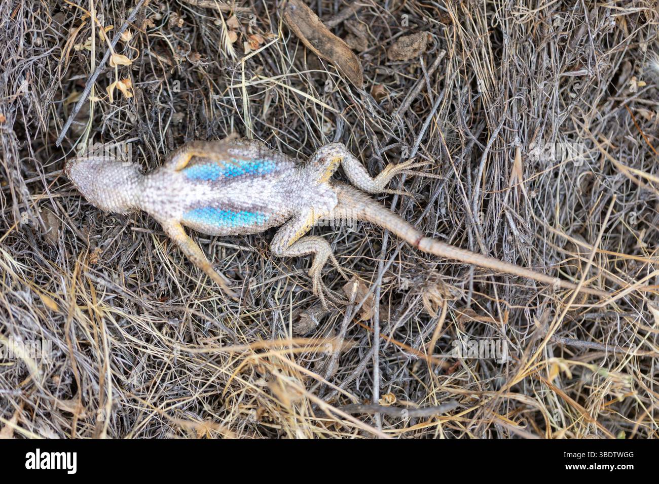 Western Fence Lizard adult male with semi-detached tail playing dead ...