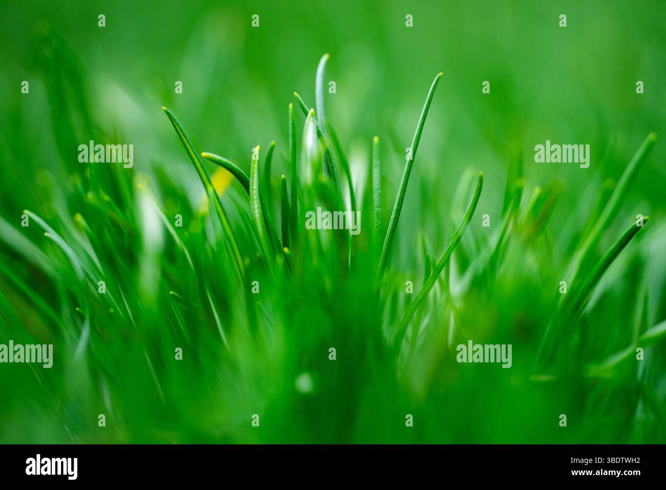 Grass background texture. Grass pattern for banner. Outdoor grass ...