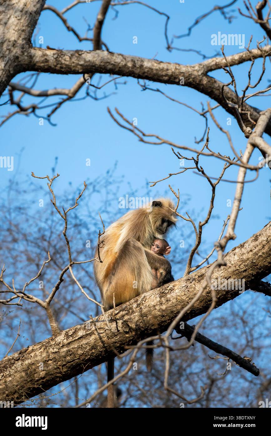 wild female mother northern plains gray langur Semnopithecus entellus ...