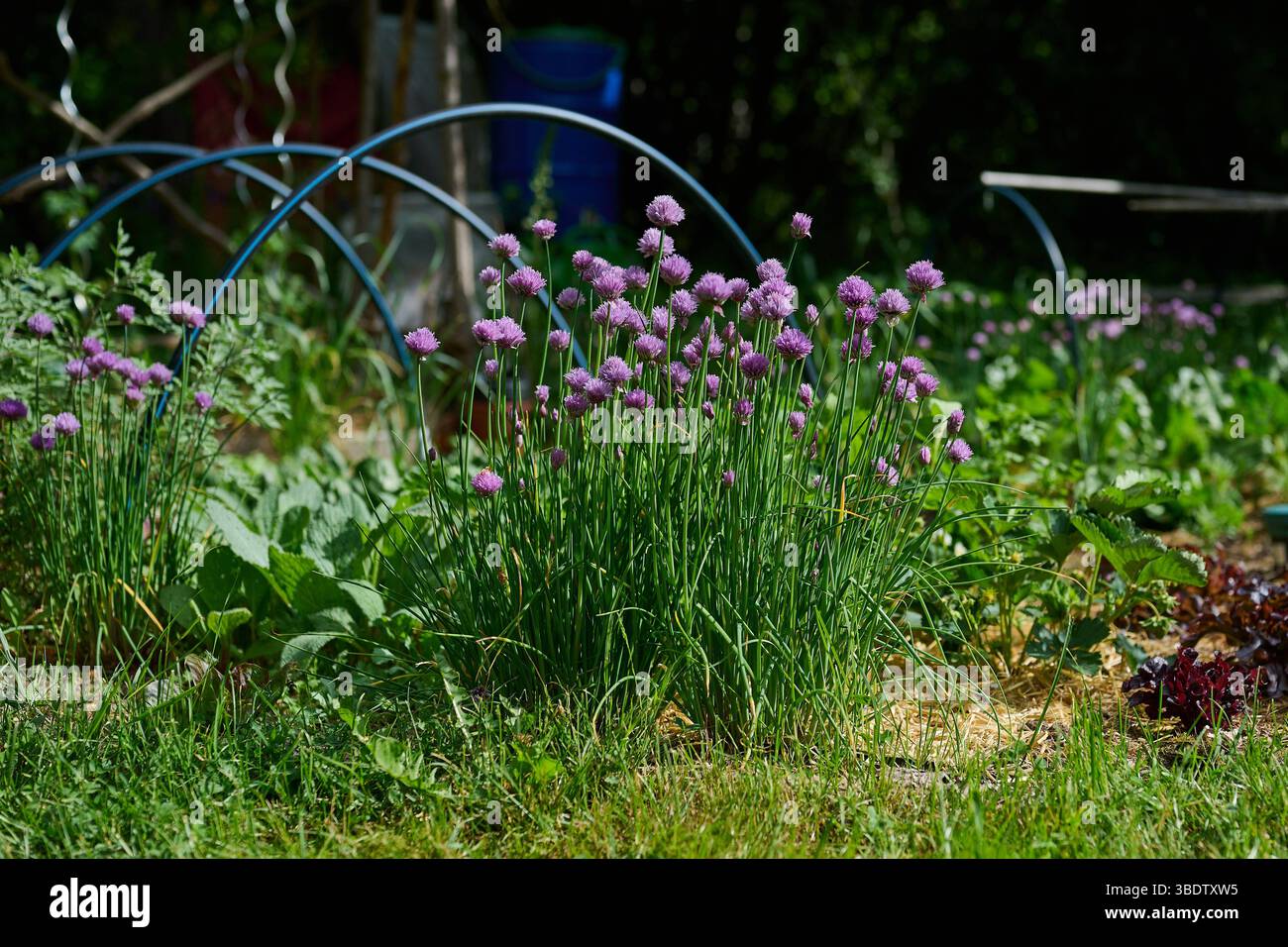 Garten Bluehender Schnittlauch Bluehender Schnittlauch in einem ...