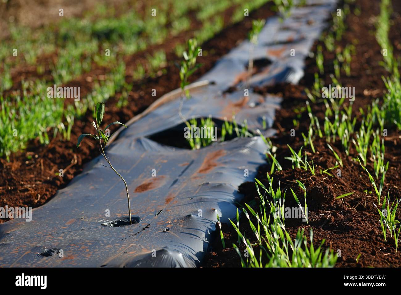 Crop of Duboisia myoporoides growing in the South Burnett district of ...