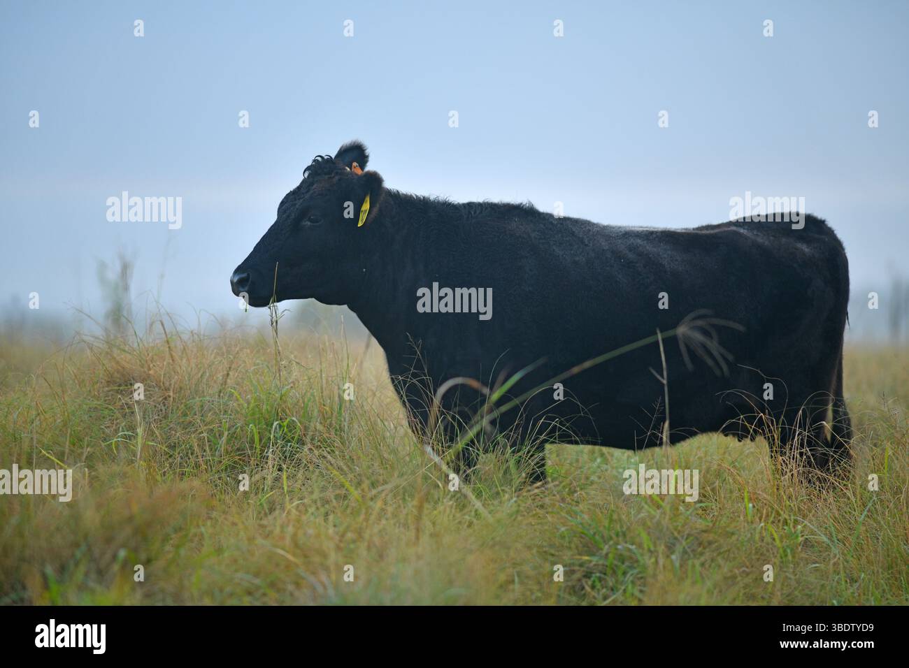 A Wagyu beef heifer eating pasture on a farm in the South Burnett ...