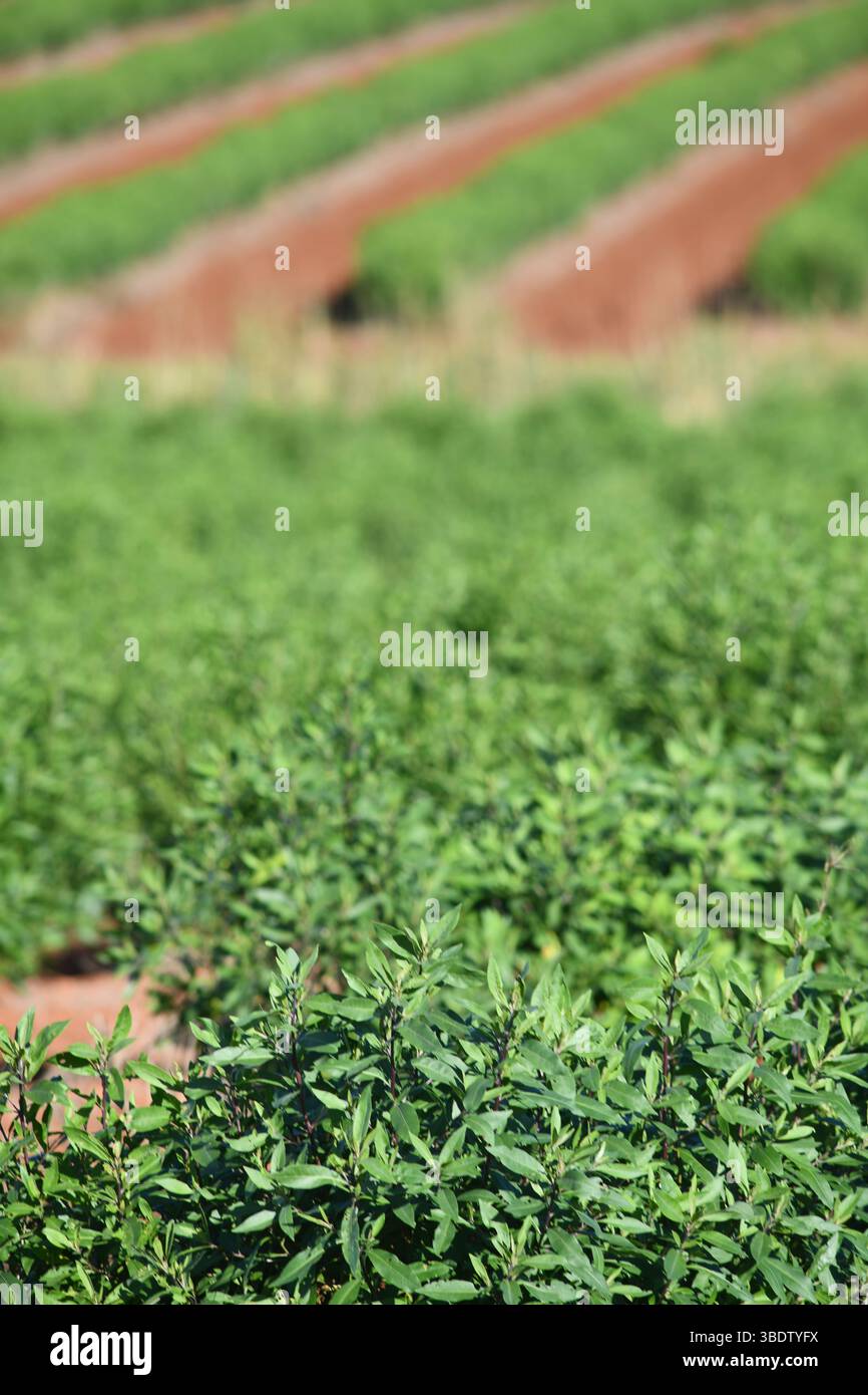 Crop of Duboisia myoporoides growing in the South Burnett district of ...