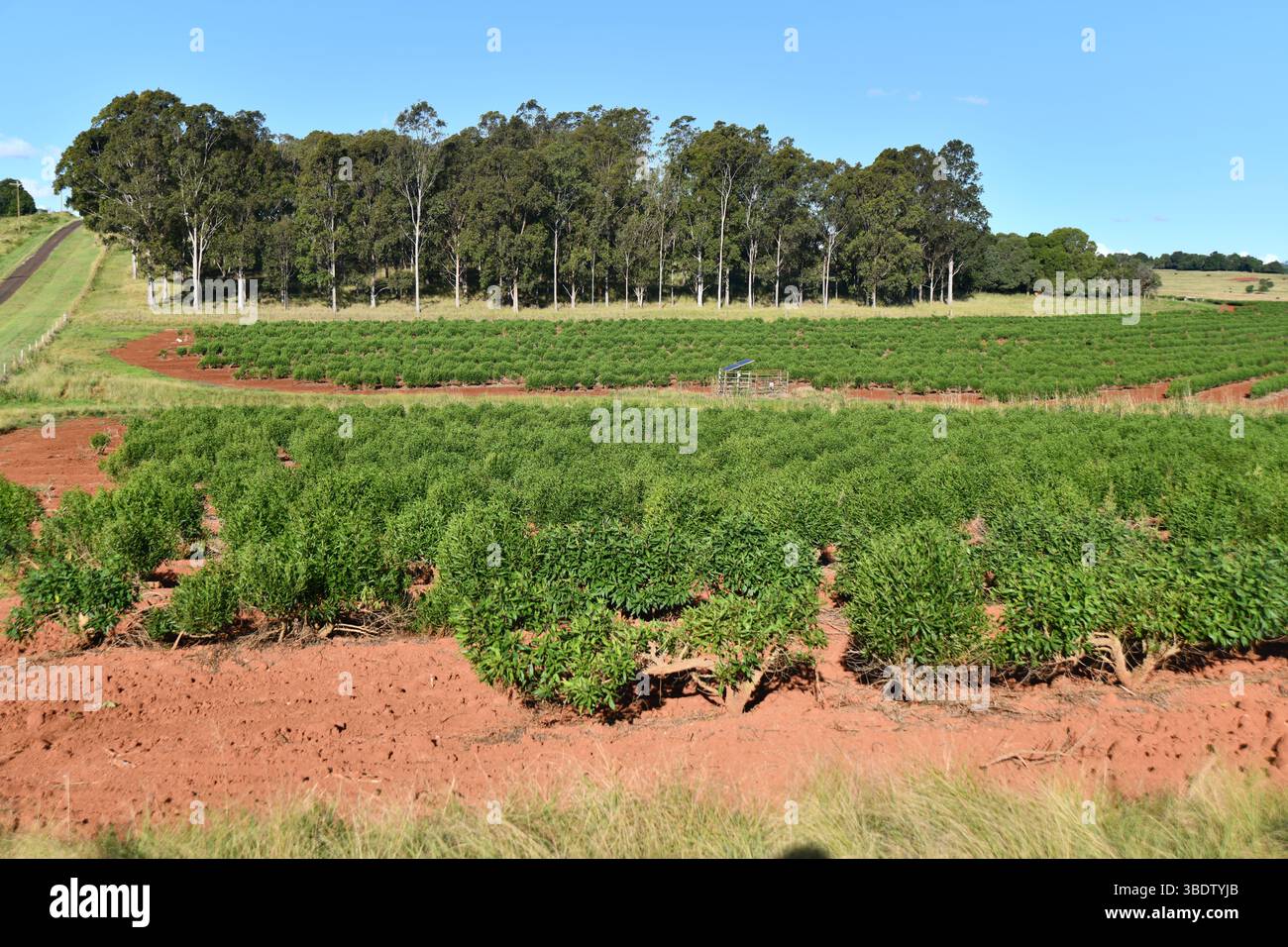 Crop of Duboisia myoporoides growing in the South Burnett district of ...